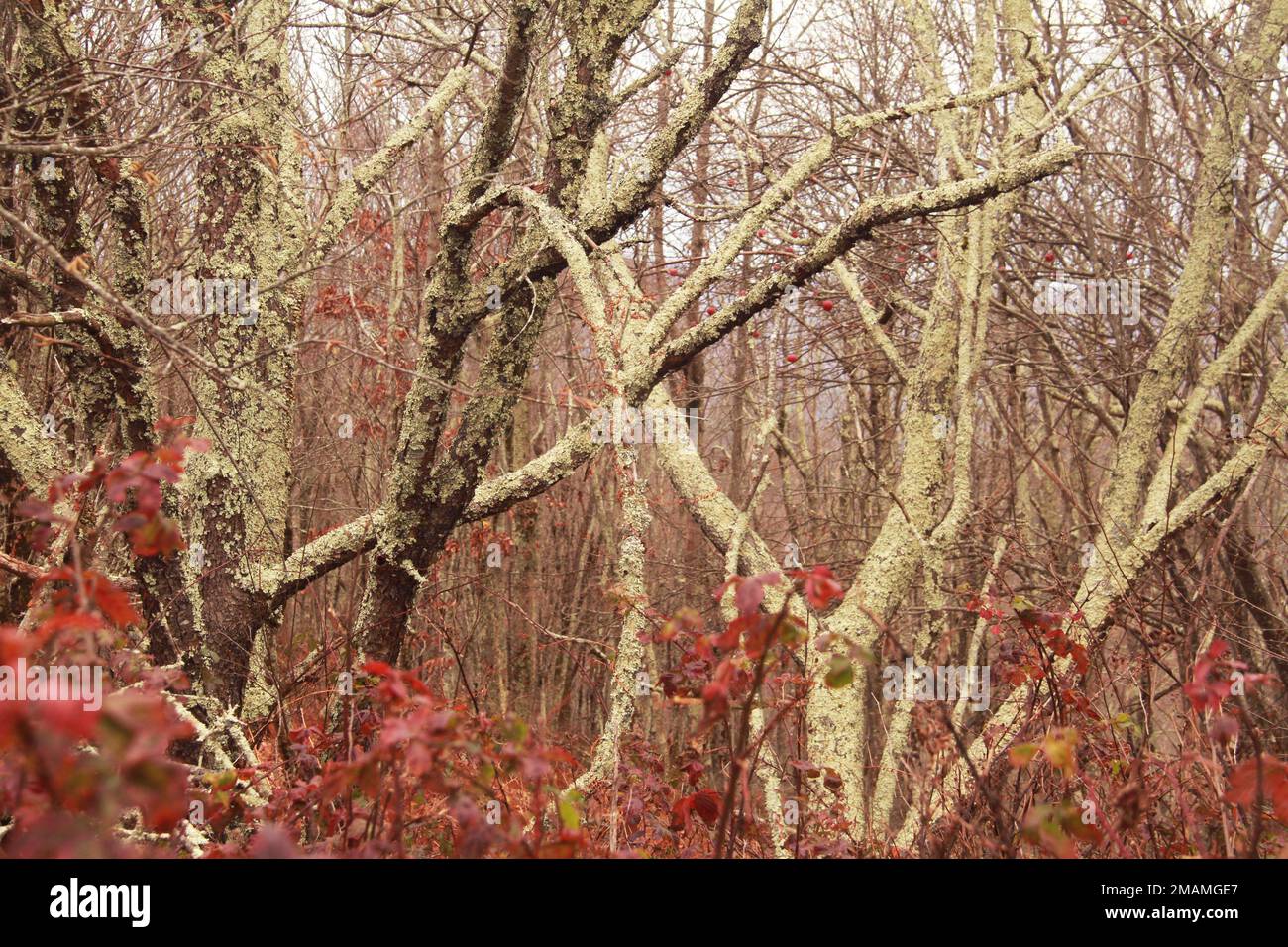 Blue Ridge Mountains, VA, USA. Trees with bark covered in lichens Stock ...
