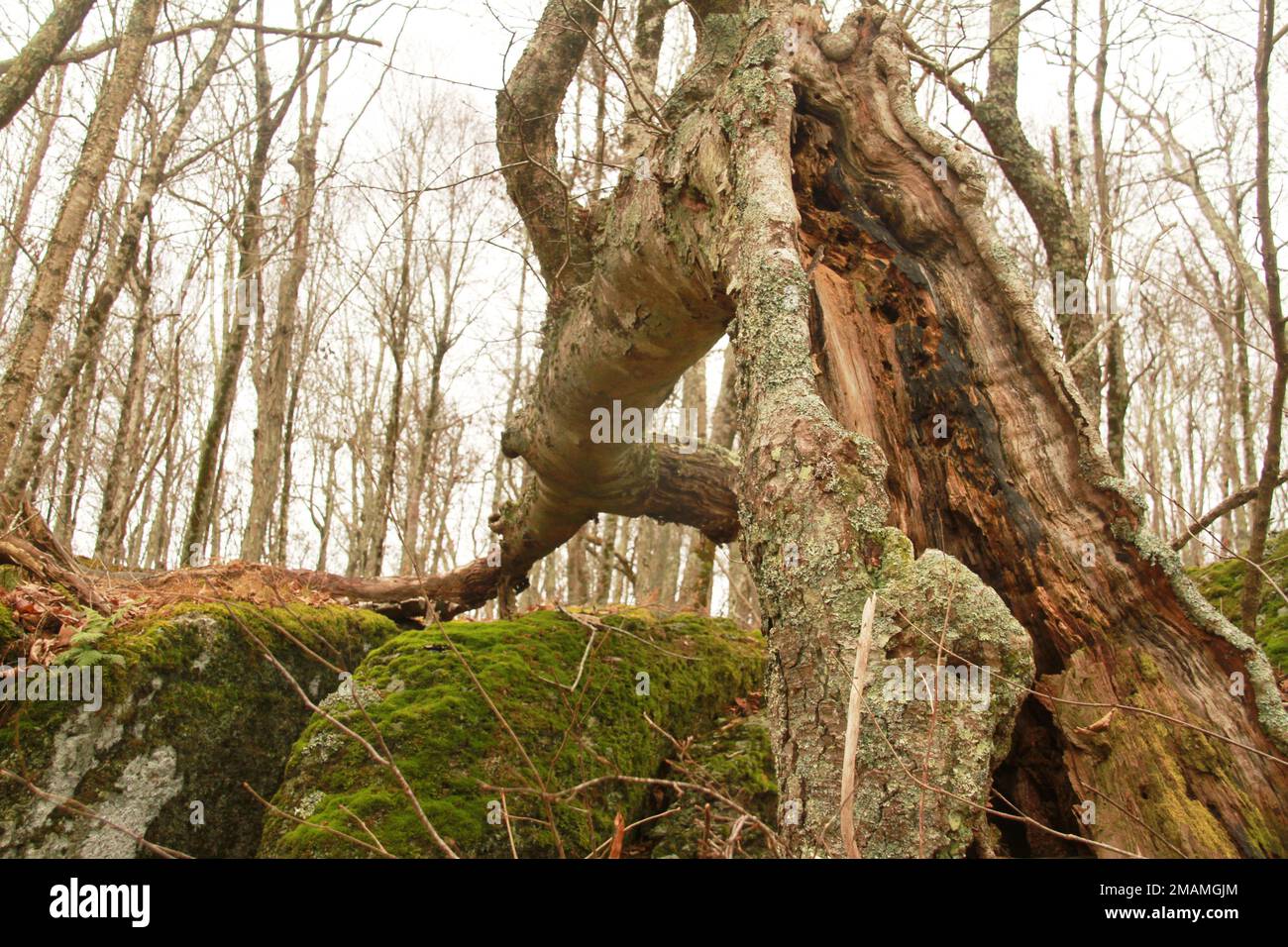 Dead tree in the forest Stock Photo - Alamy