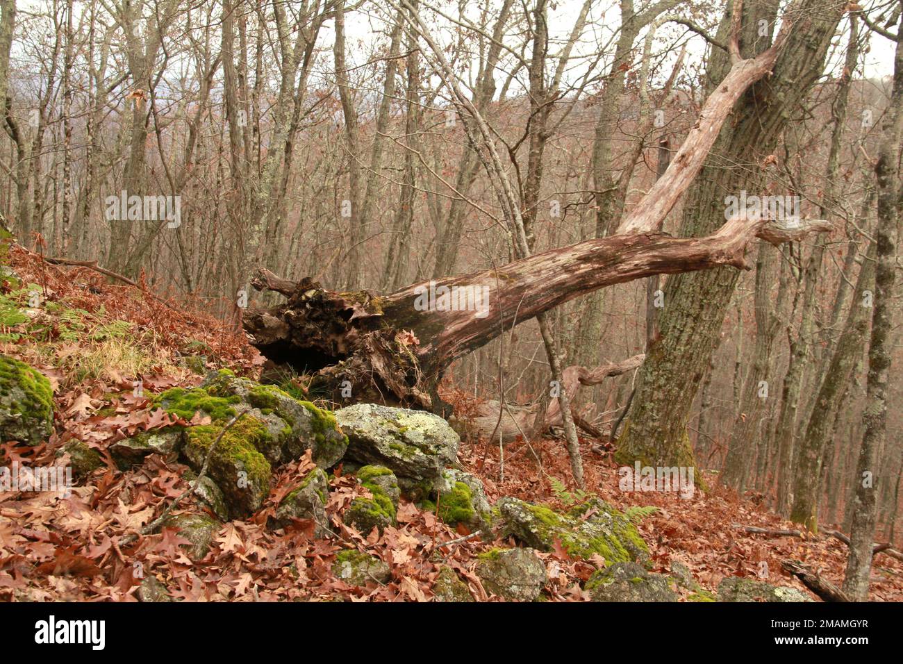 Dead tree in the forest Stock Photo - Alamy
