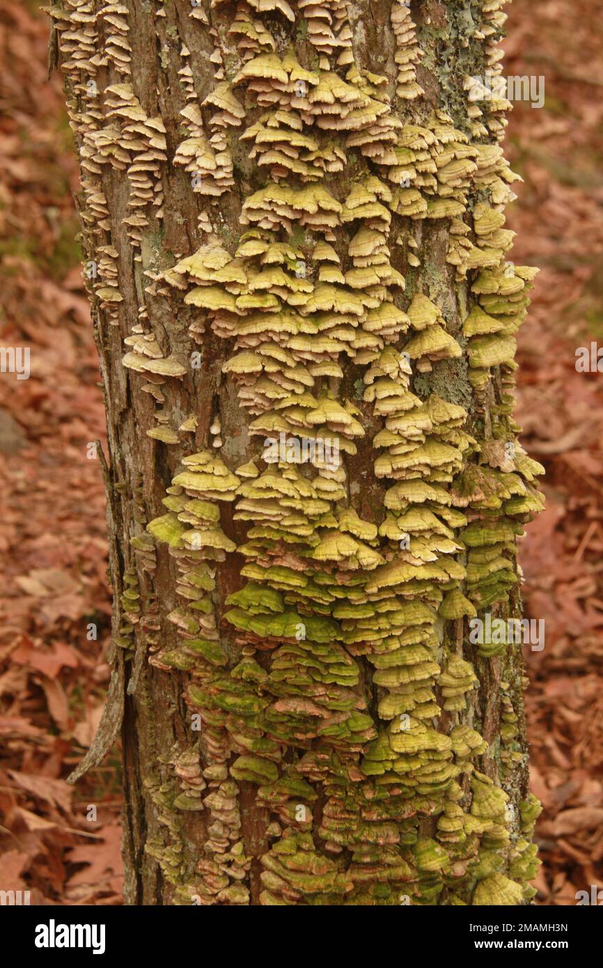 Yard fungi hi-res stock photography and images - Alamy