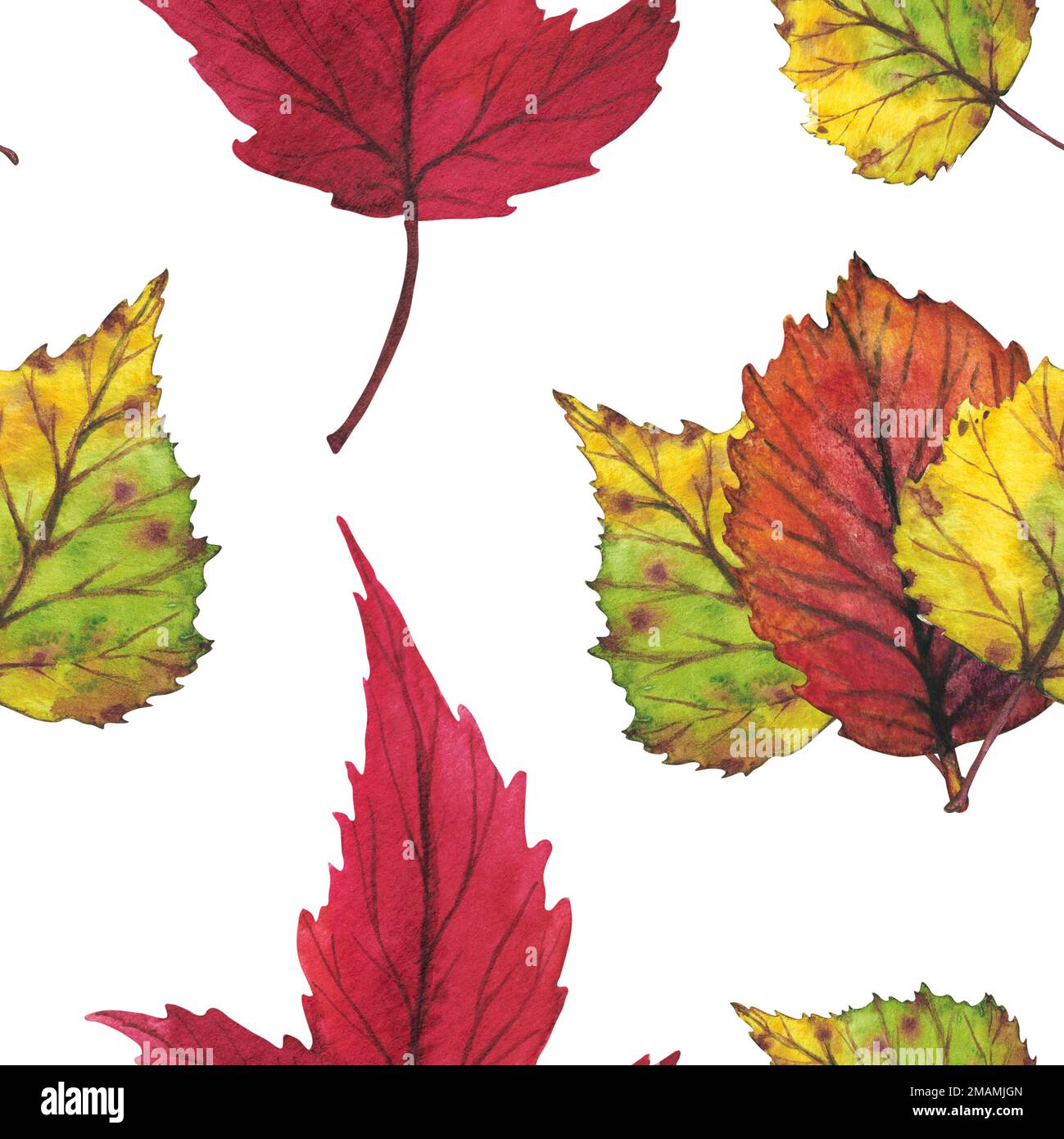 Branch with yellow and red autumn leaves. Seamless patternon a whit ...