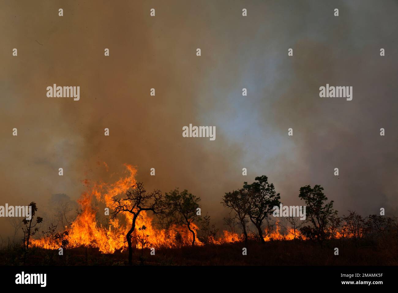 A large-scale fire burns in the native cerrado forest at the Parque ...