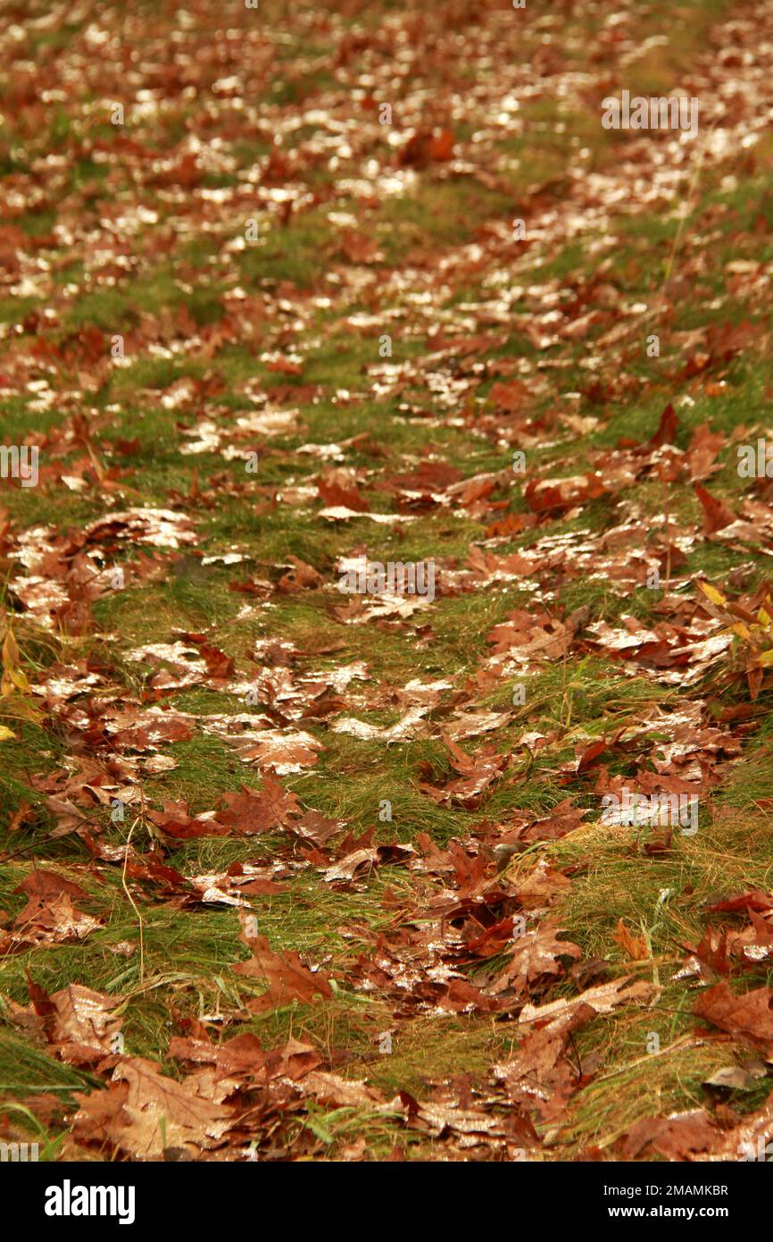 Fallen ground foliage deciduous hi-res stock photography and images - Alamy
