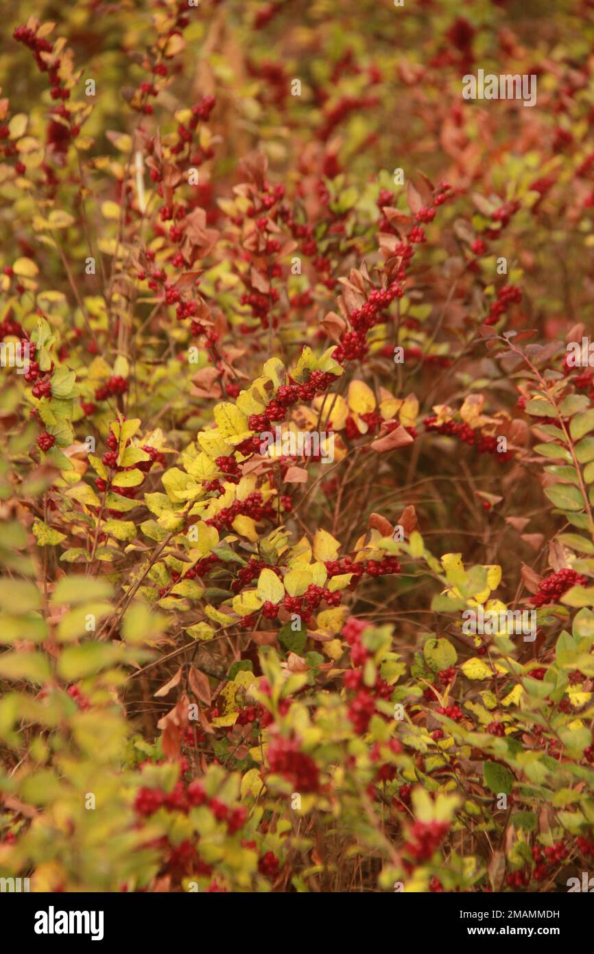 Close-up of a thicket of coralberry (Symphoricarpos orbiculatus) in the ...