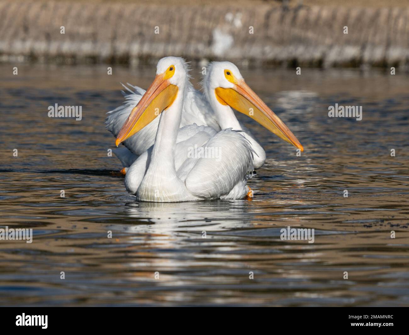 American White Pelicans (Pelecanus erythrorhynchos) occupy a park in ...