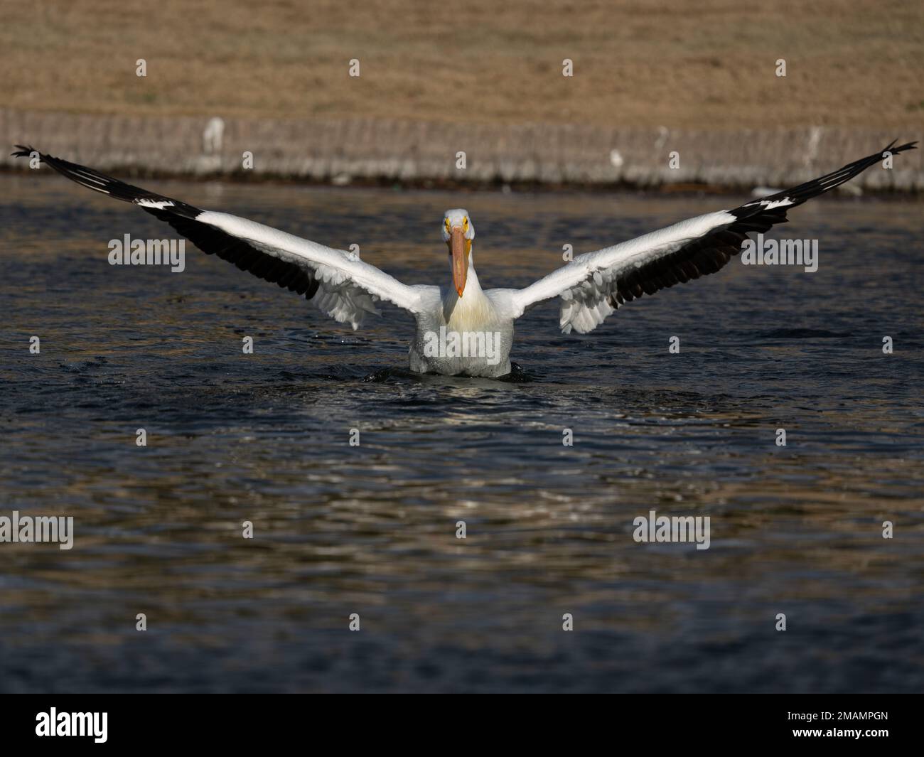 American white pelican migration hi-res stock photography and images ...