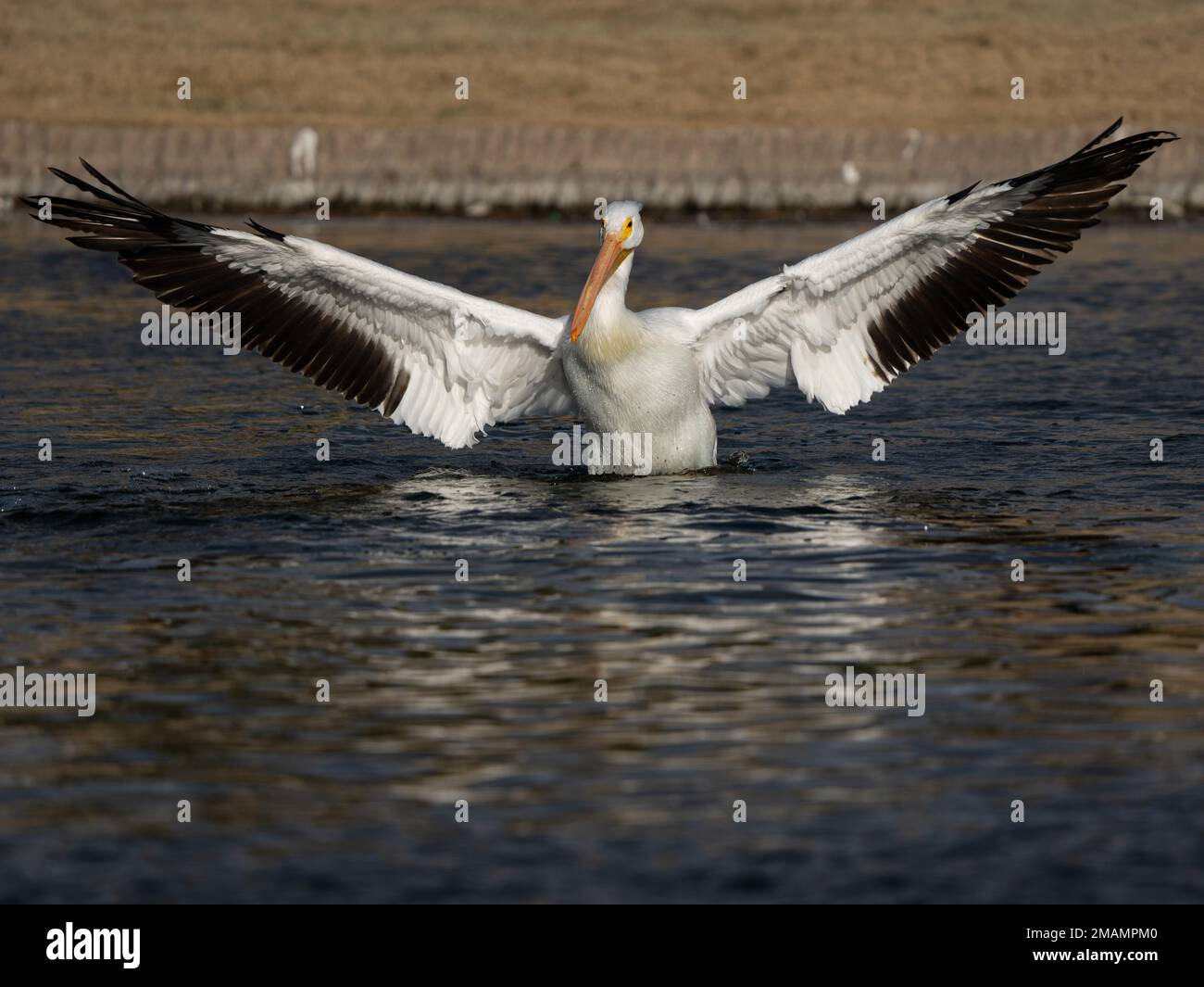 American White Pelicans (Pelecanus erythrorhynchos) occupy a park in ...