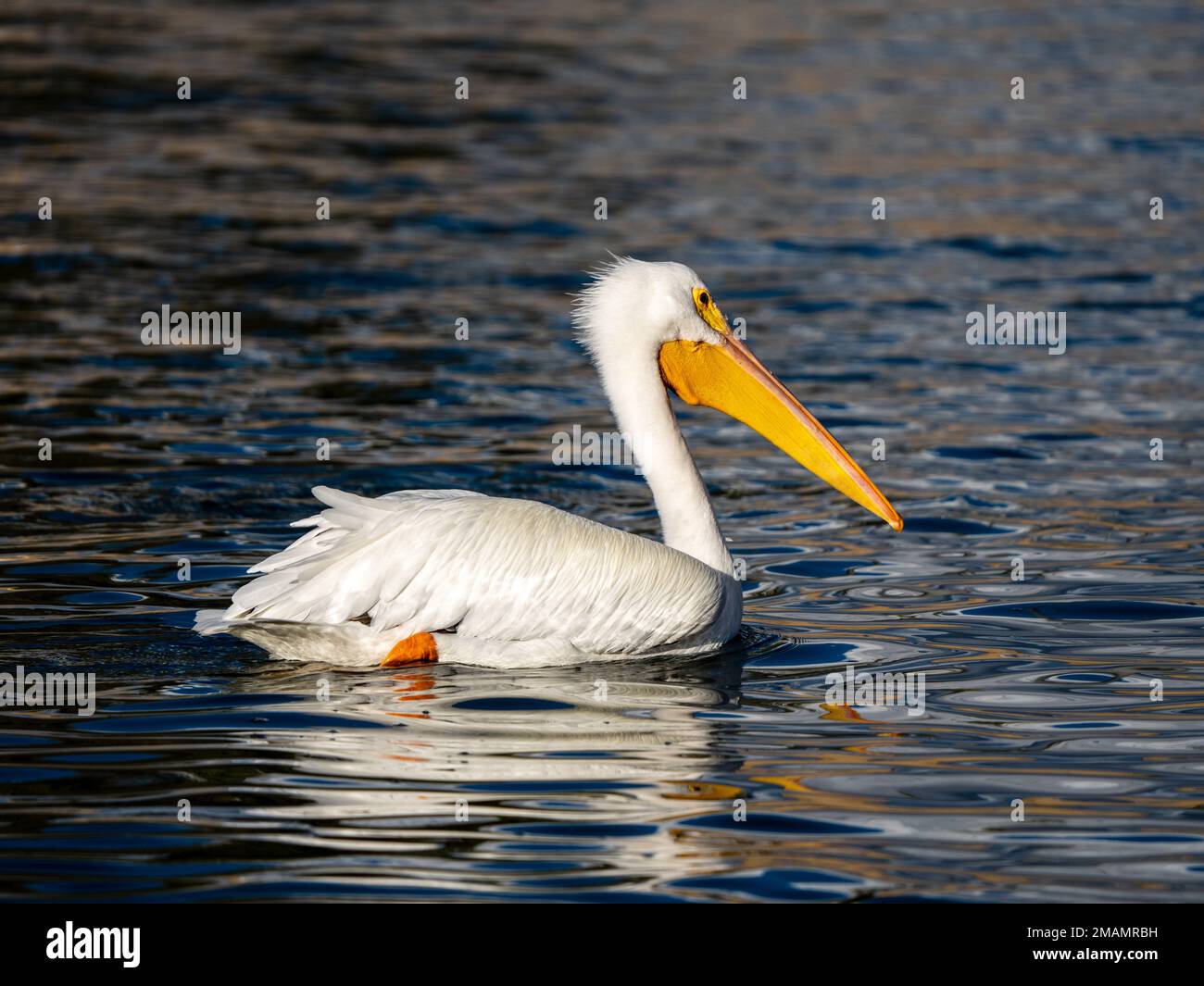 American White Pelicans (Pelecanus erythrorhynchos) occupy a park in ...
