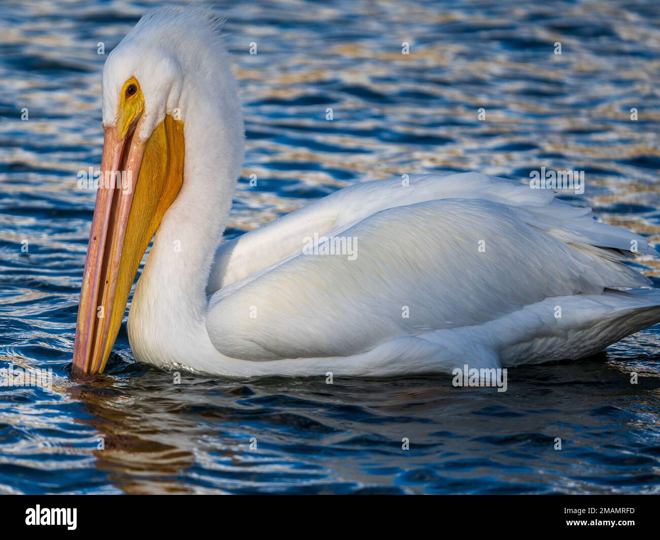 American White Pelicans (Pelecanus erythrorhynchos) occupy a park in ...