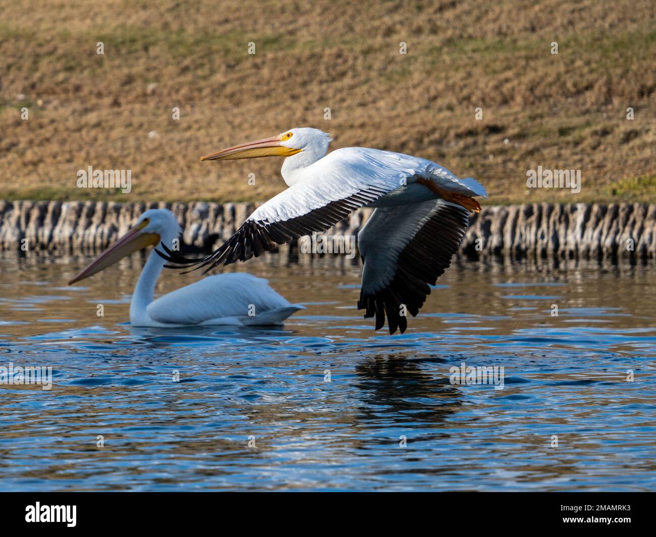 American white pelican migration hi-res stock photography and images ...