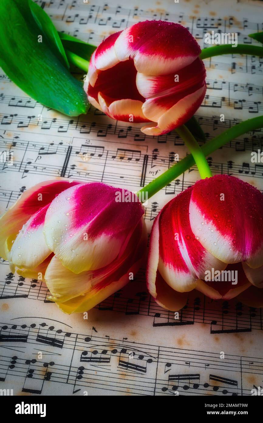Three Tulips On Sheet Music Stock Photo - Alamy