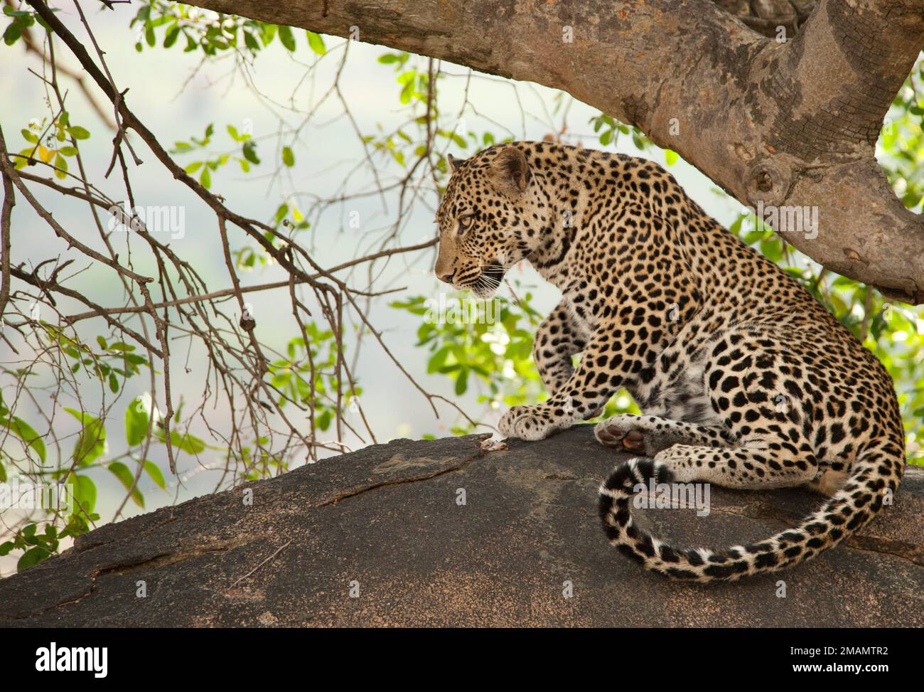 Leopard on rock, Serengeti National Park, Tanzania, Africa Sep 2010 ...
