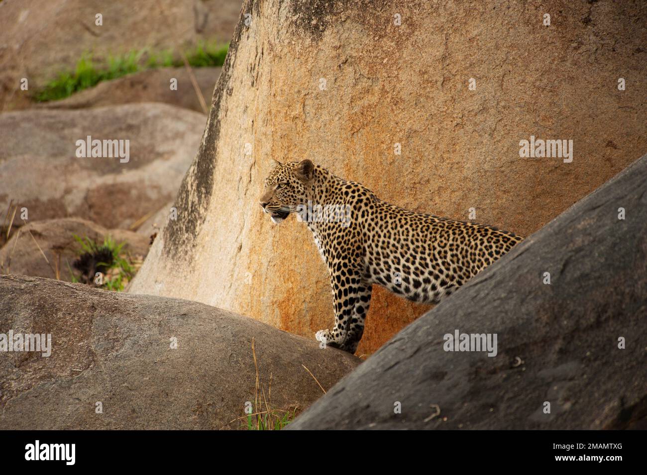 Leopard rock tanzania hi-res stock photography and images - Alamy