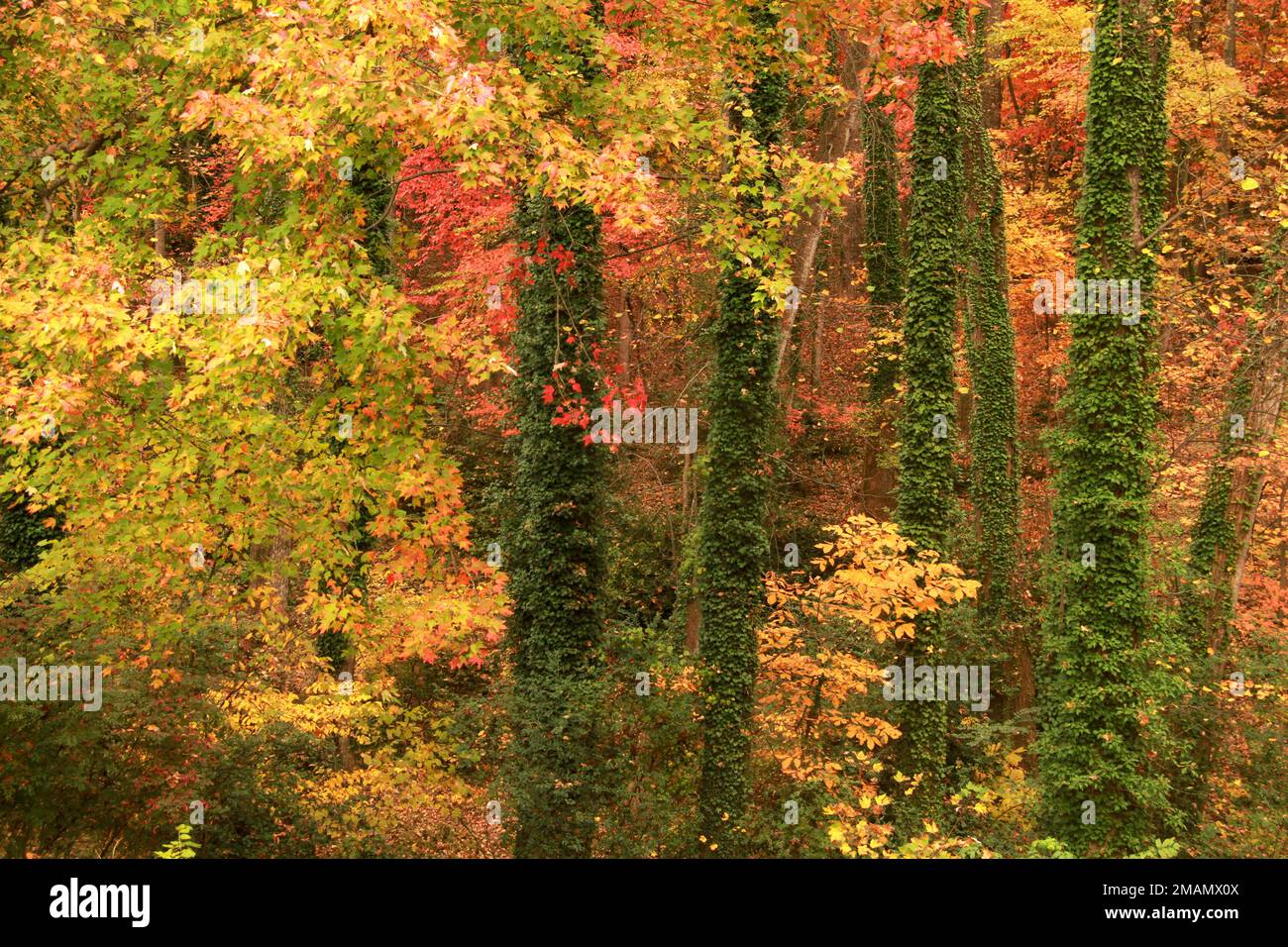 Woods in autumn in Virginia, USA. Evergreen ivy around tree trunks ...