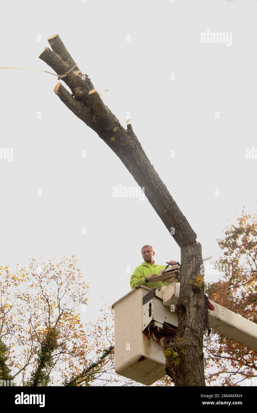 Tree limb cutter hi-res stock photography and images - Alamy