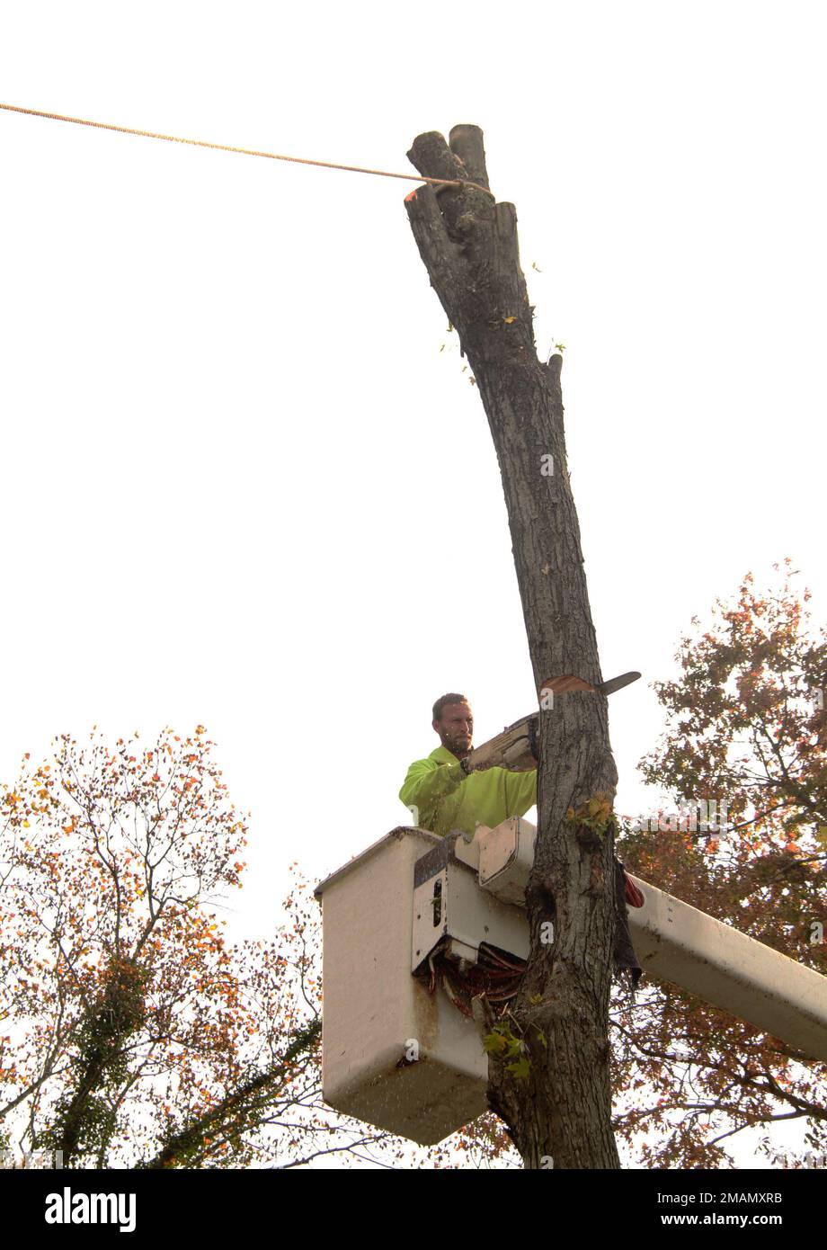 Service crew with bucket truck cutting a large tree Stock Photo - Alamy