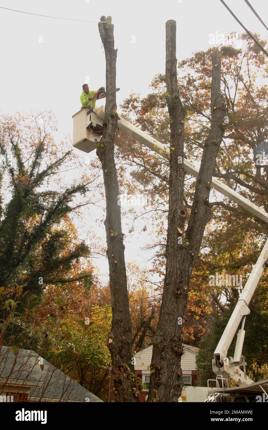 Service crew with bucket truck cutting a large tree Stock Photo - Alamy