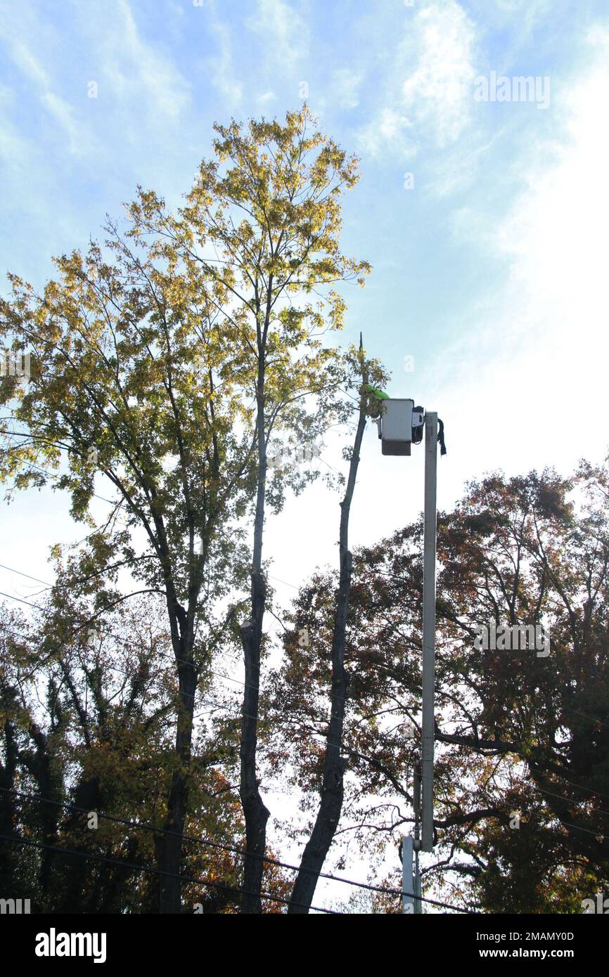 Service crew with bucket truck cutting a large tree Stock Photo - Alamy