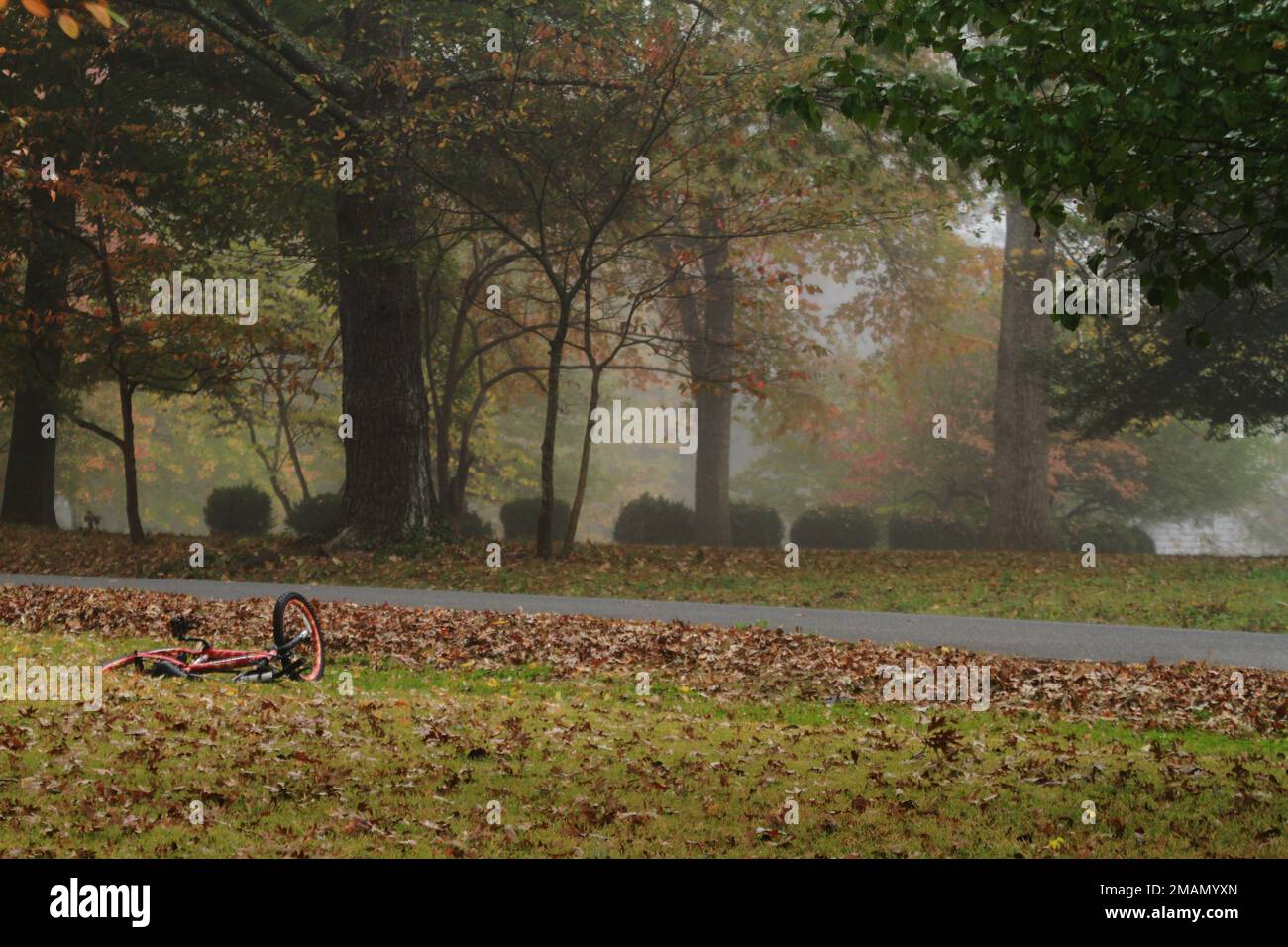 Foliage in neighborhood hi-res stock photography and images - Alamy