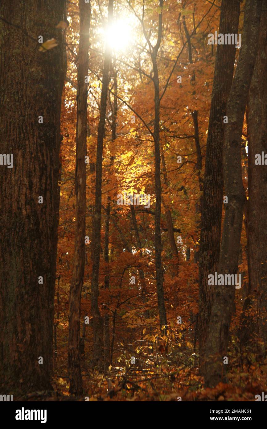 Plants changing colors hi-res stock photography and images - Alamy