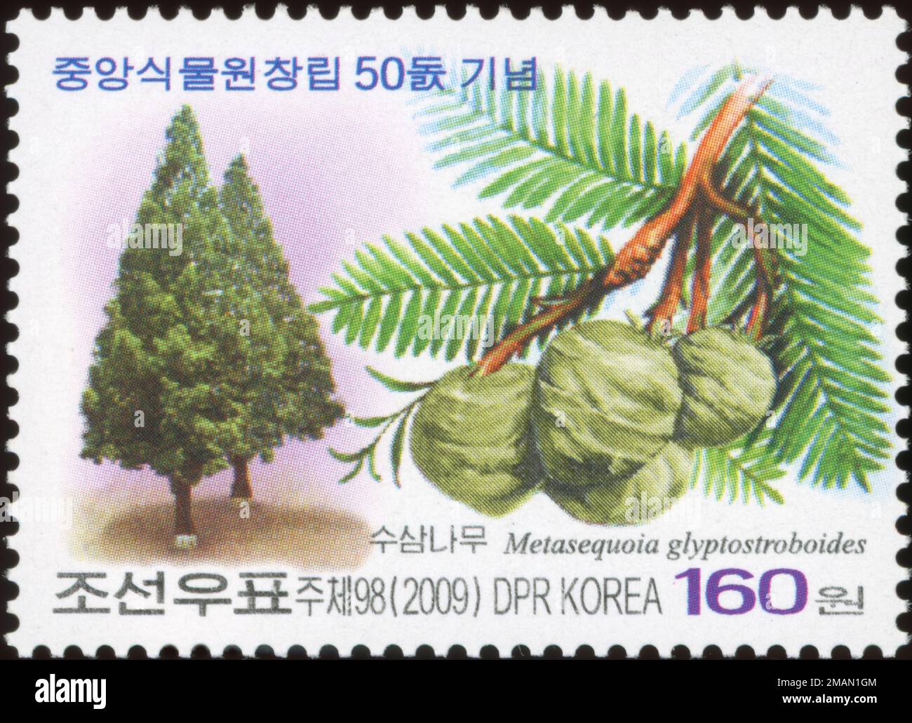 North Korean postage stamp from 2009 featuring the Dawn Redwood tree ...