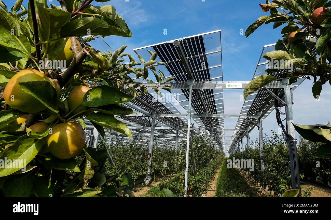 Special mounted solar panels are installed over a biological apple ...