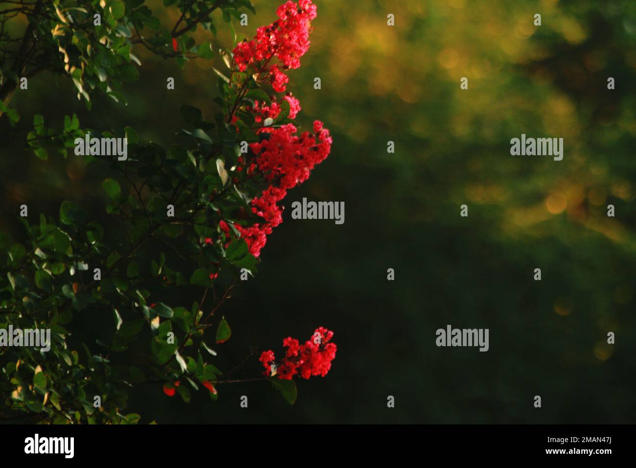 Myrtle blossom hi-res stock photography and images - Alamy