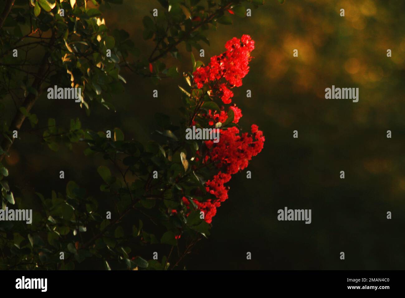 Myrtle blossom hi-res stock photography and images - Alamy