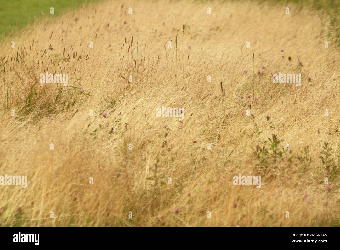 Shenandoah grass hi-res stock photography and images - Alamy