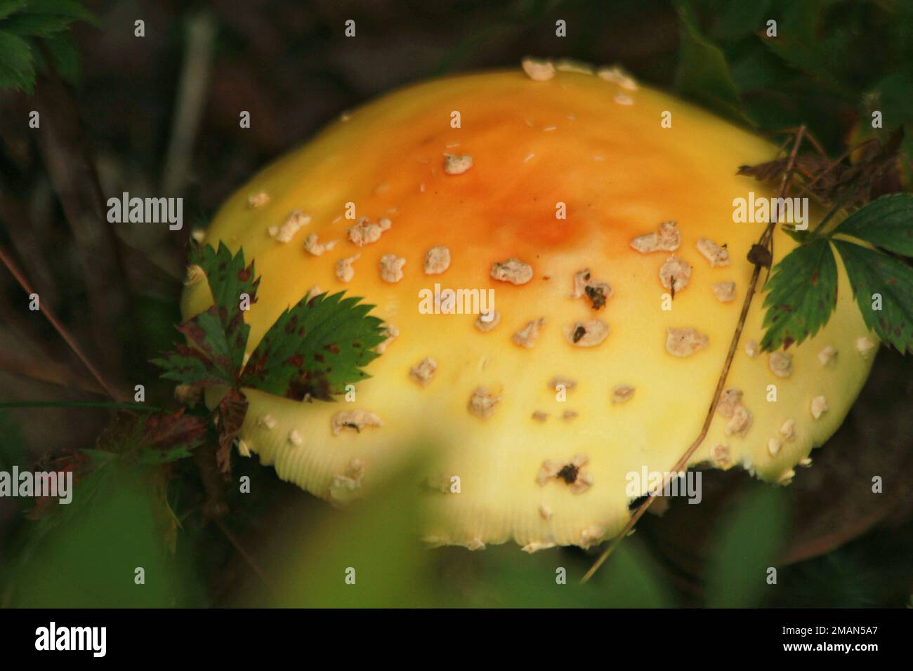 Close-up of a Amanita flavoconia (Yellow Patches) mushroom in Virginia ...