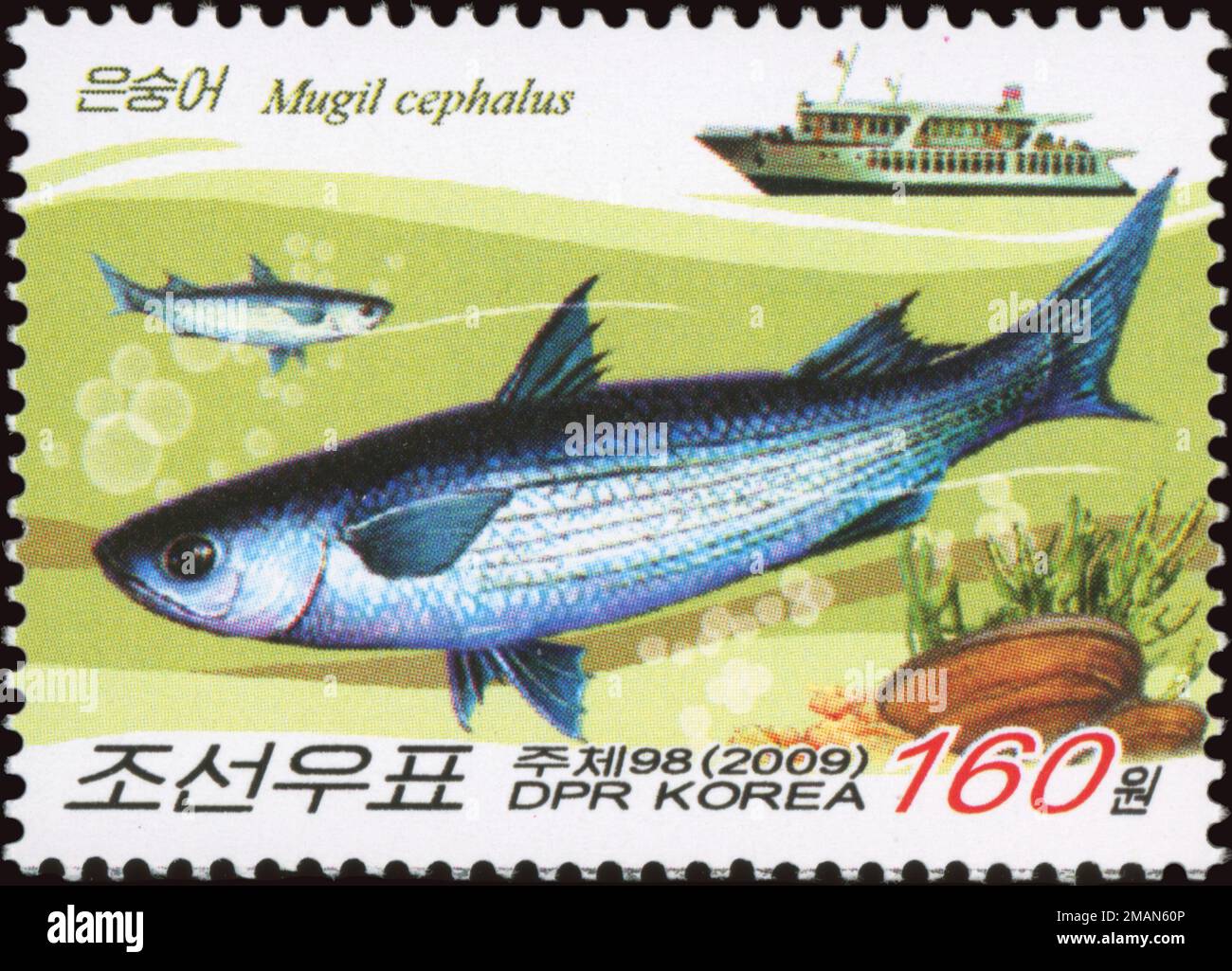 Common mullet flathead grey hi-res stock photography and images - Alamy