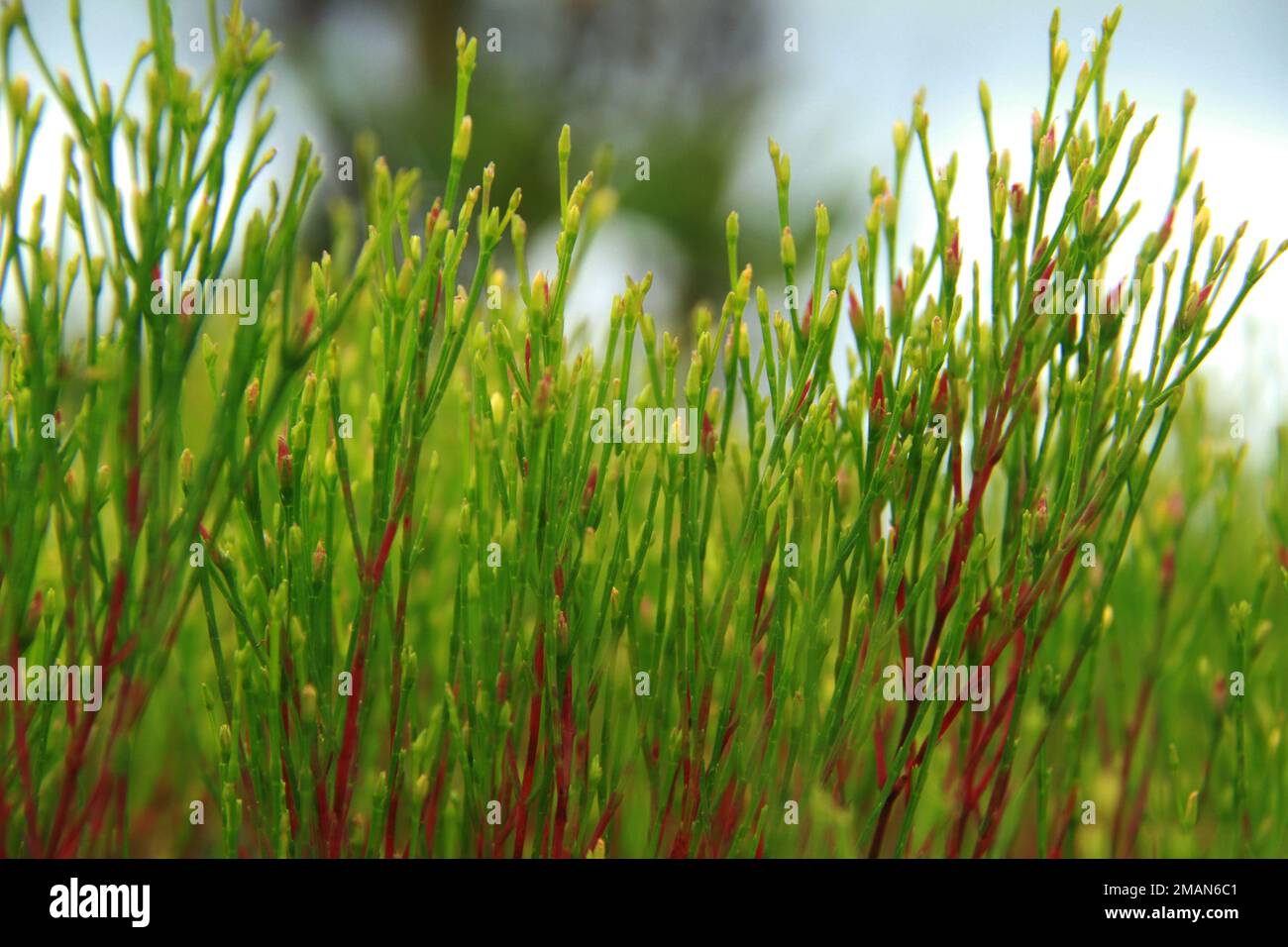 Hypericum gentianoides hi-res stock photography and images - Alamy
