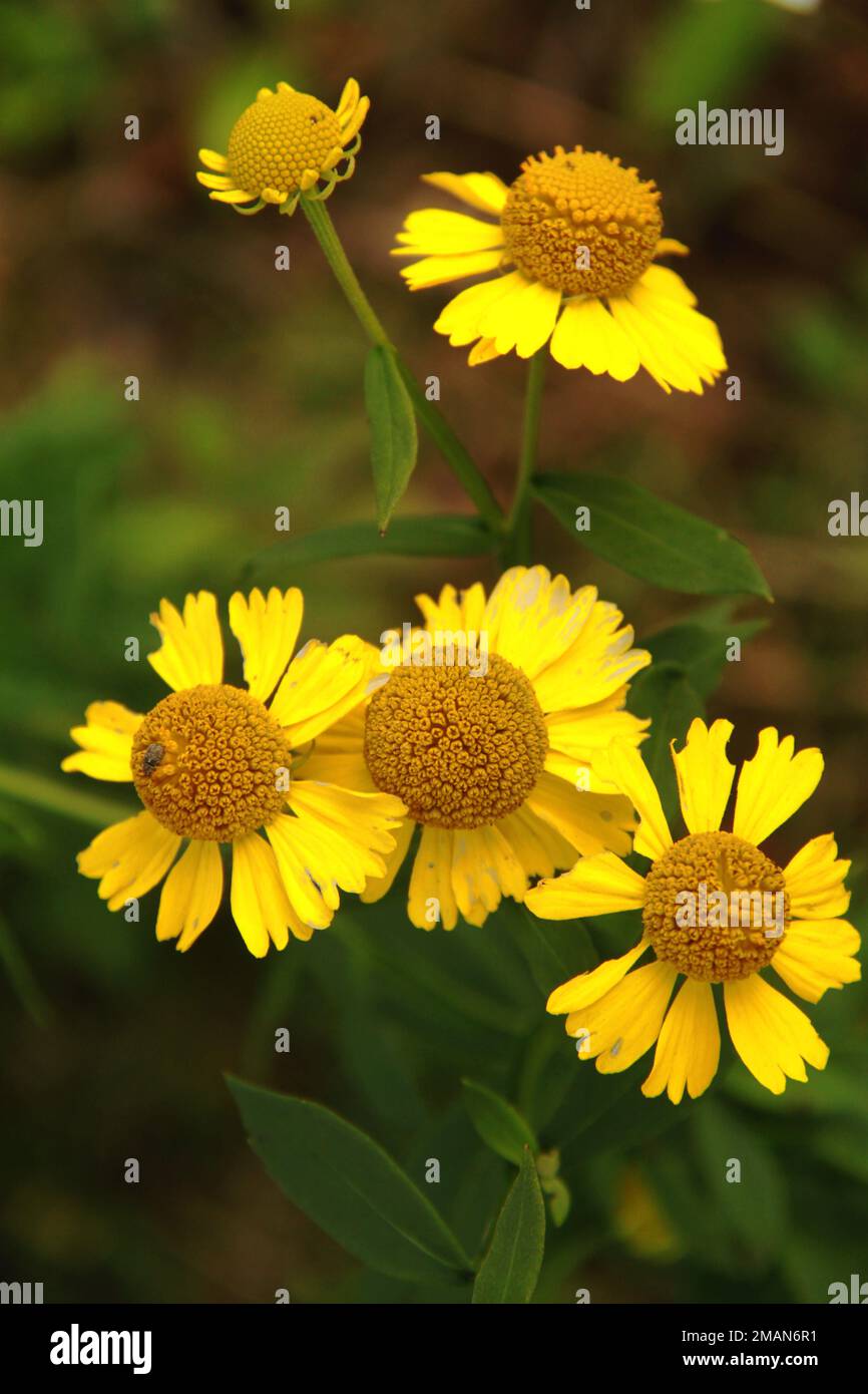 Helenium close up of flower hi-res stock photography and images - Alamy