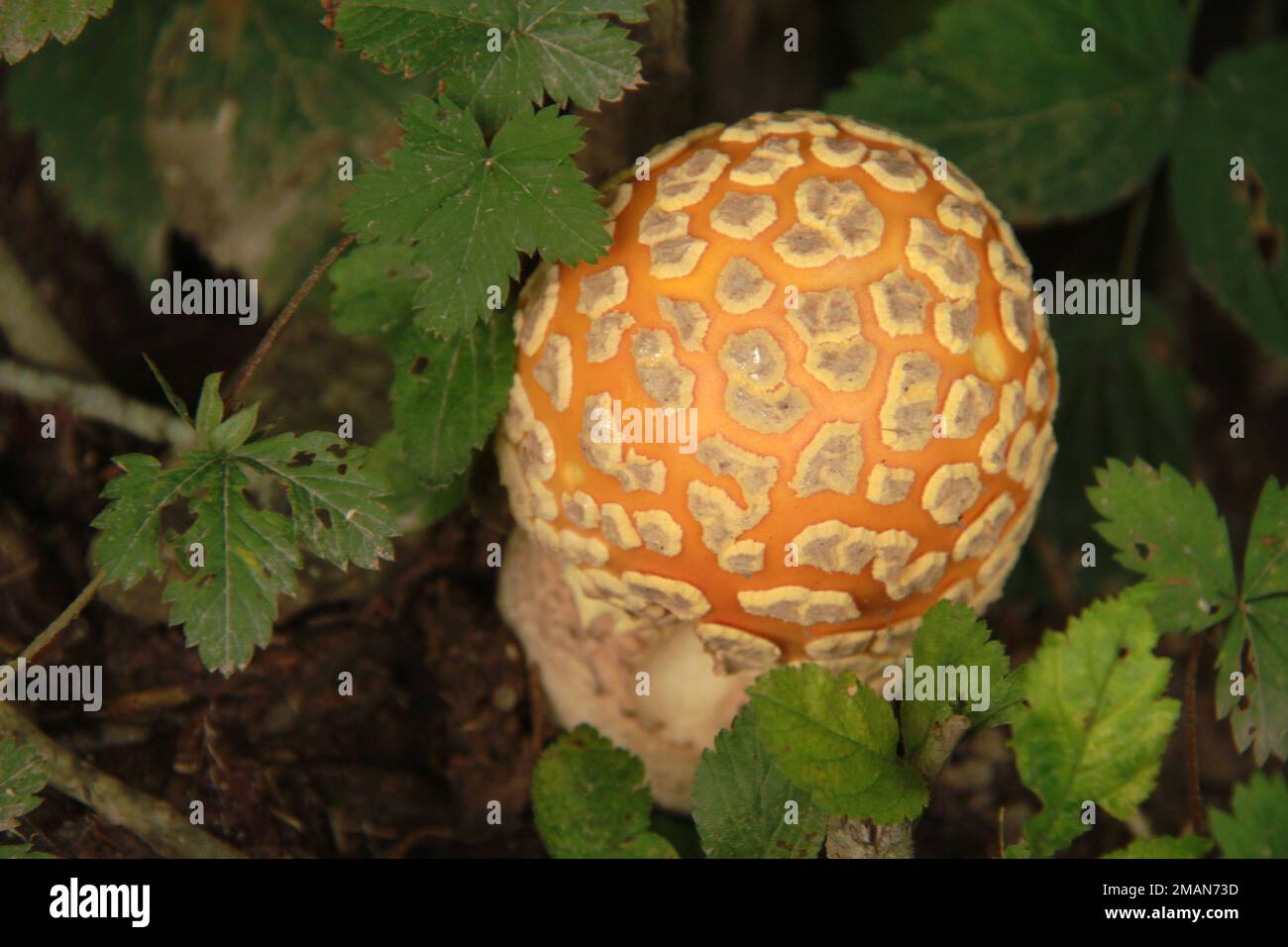 Close-up of a Amanita flavoconia (Yellow Patches) mushroom in Virginia ...