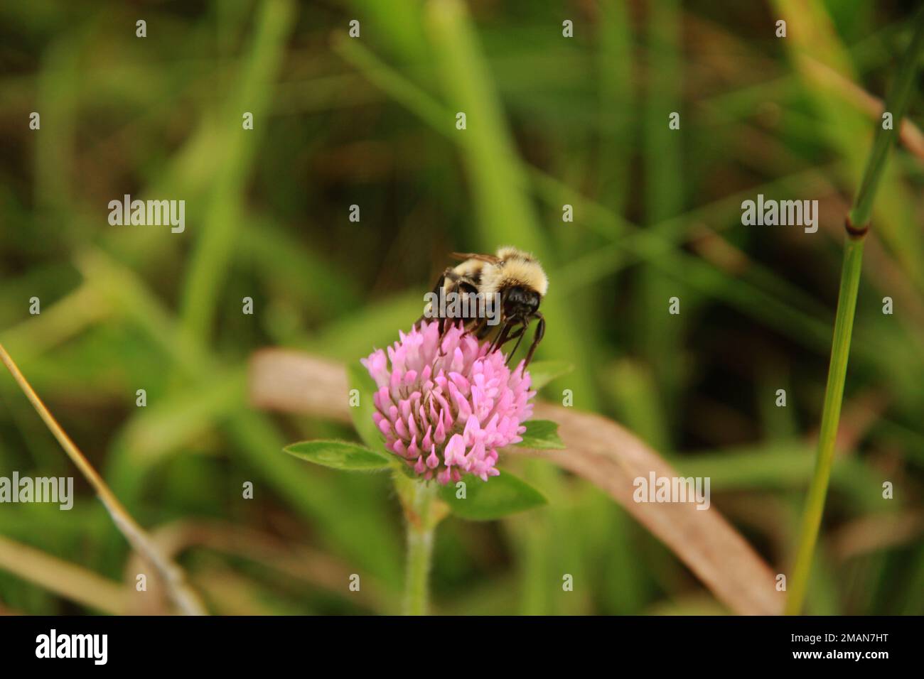 Clover bee sun hi-res stock photography and images - Alamy