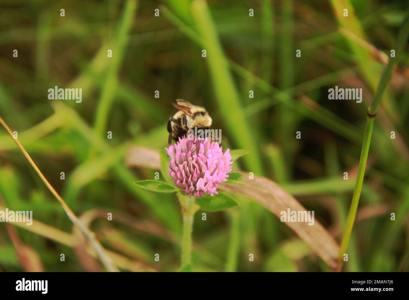 Clover bee sun hi-res stock photography and images - Alamy