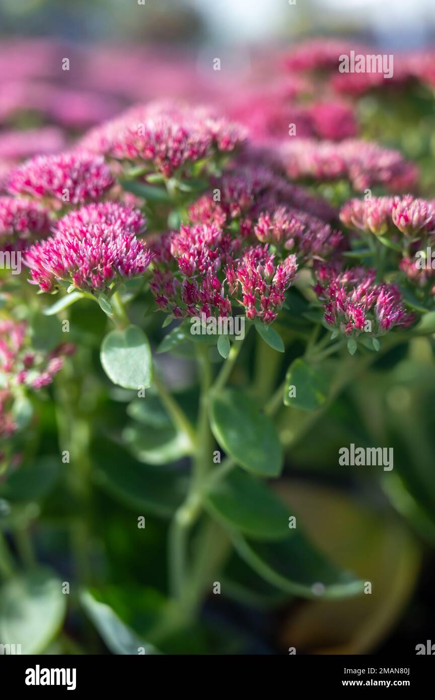 Winter blossoming garden plant, pink flowers of sedum ornamental plant ...