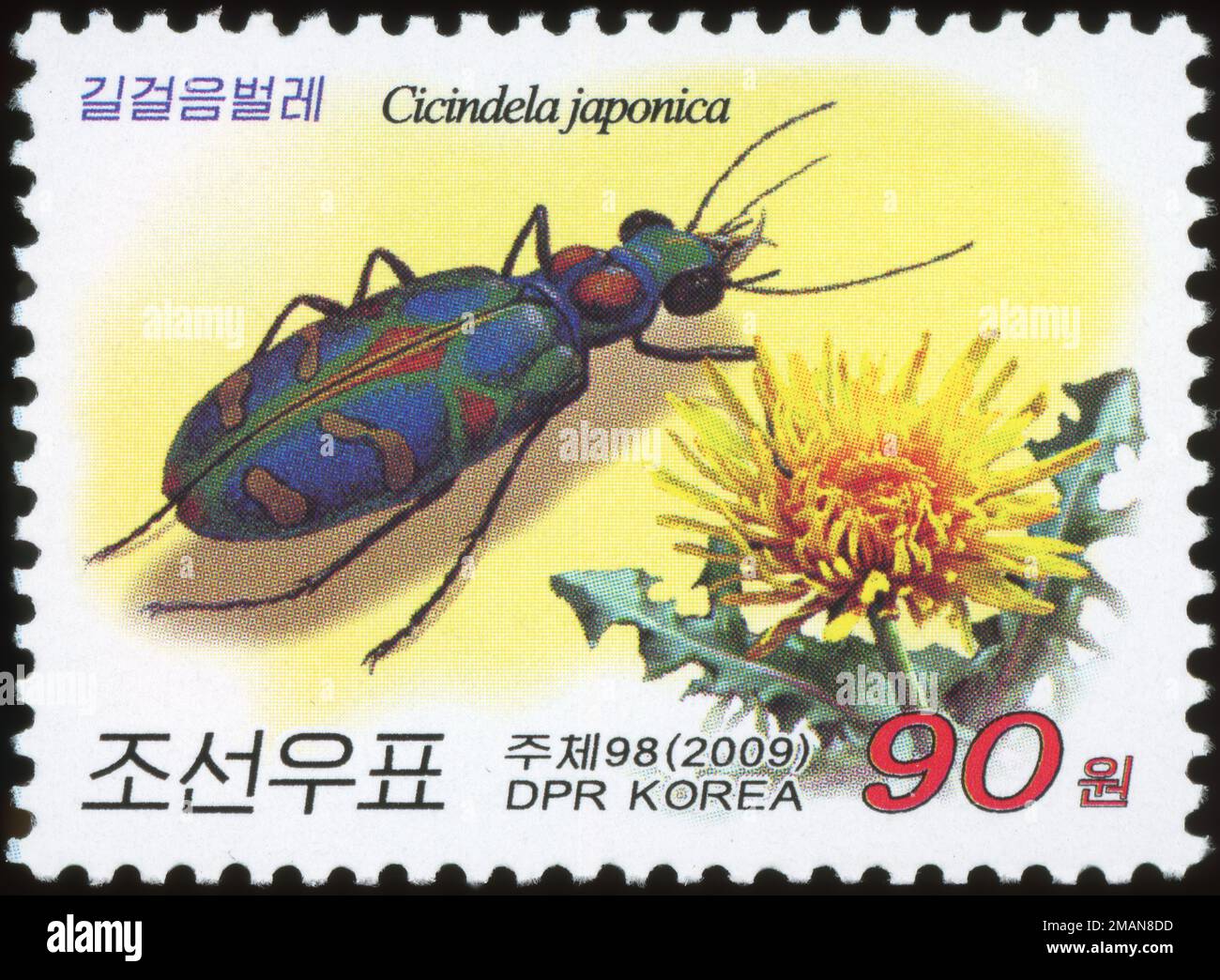 Cicindela chinensis japonica hi-res stock photography and images - Alamy