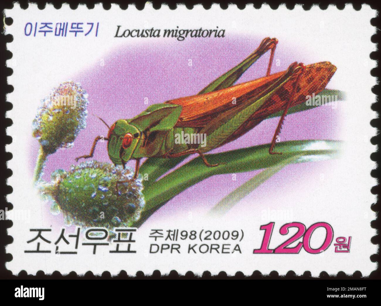 2009 North Korea stamp set. Insects. Locusta migratoria, Migratory ...