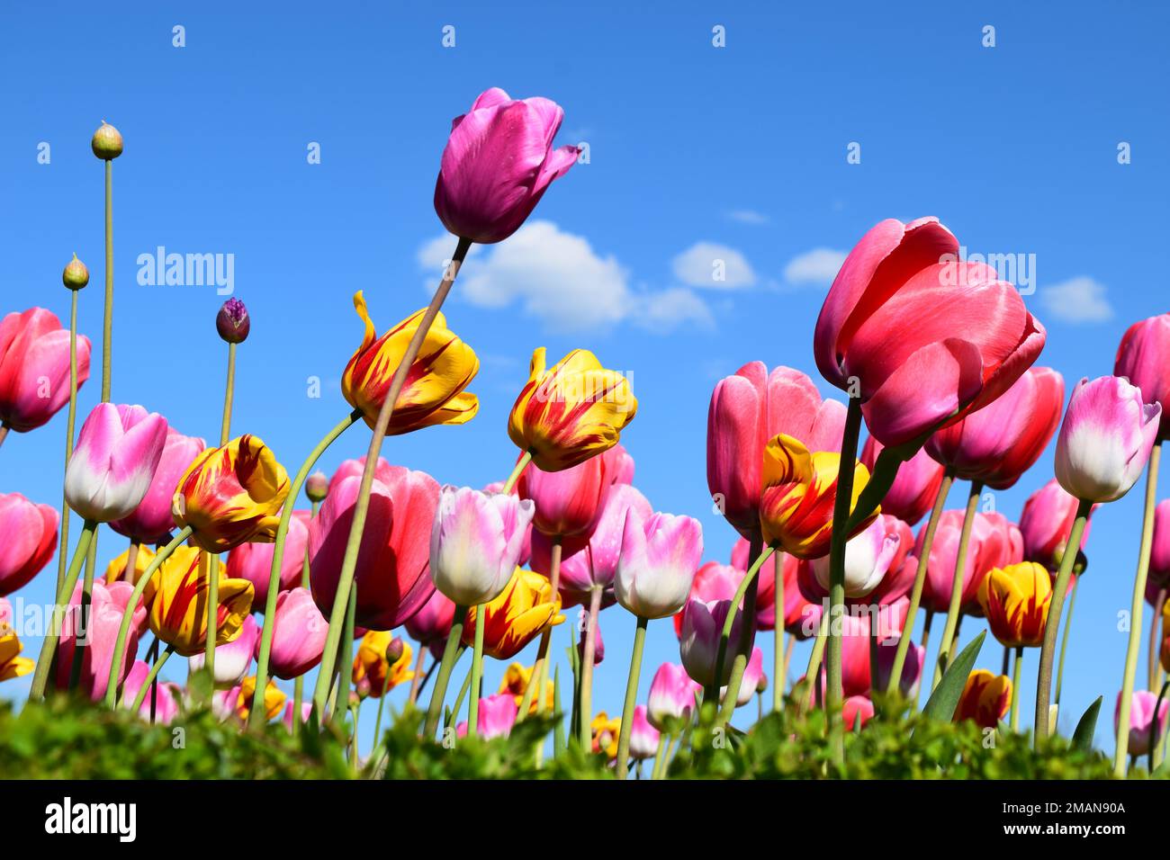 Multicolor tulips flowers on bright blue sky. Beautiful background ...
