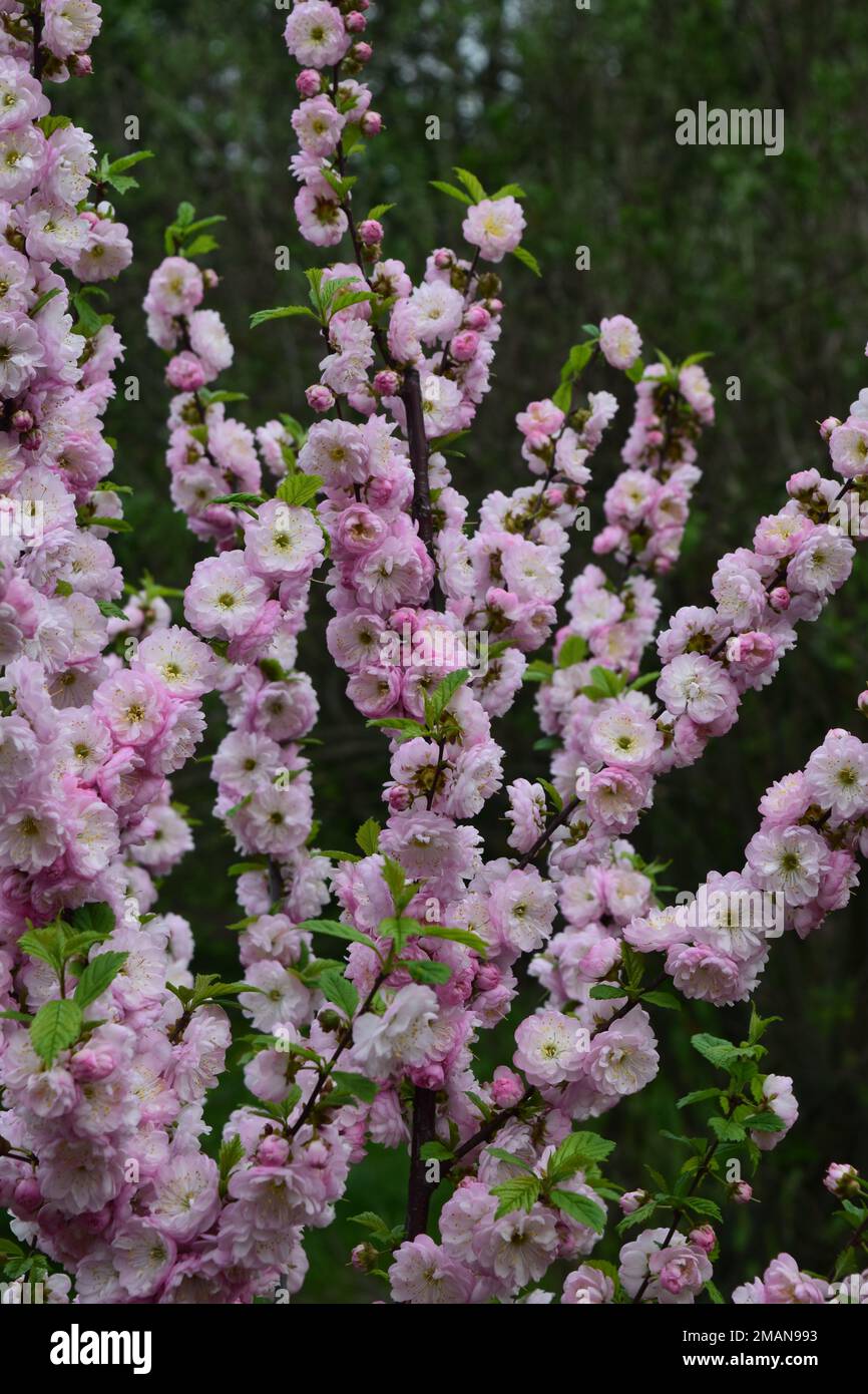 Pink double cherry blossom shrub. Spring floral background Stock Photo ...