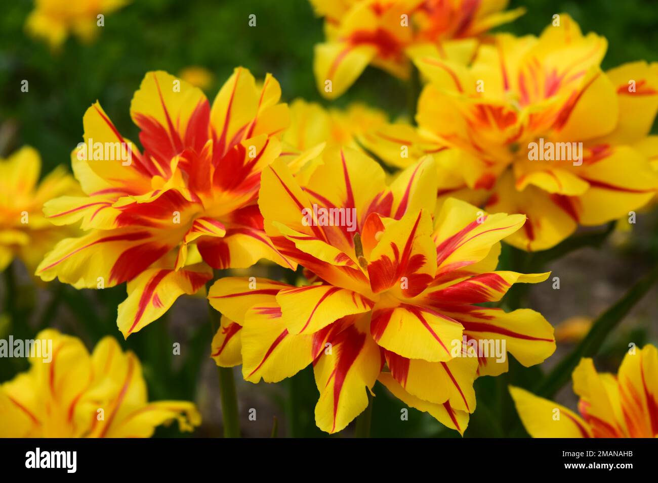 Yellow and red double Monsella tulip closeup Stock Photo - Alamy