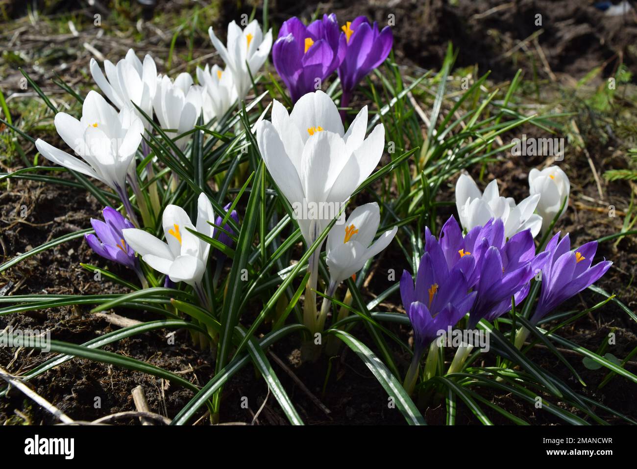 Mix crocus flowers hi-res stock photography and images - Alamy