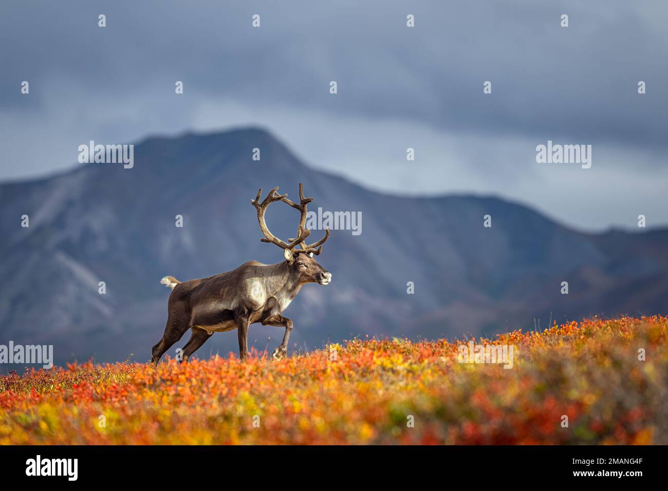 Alaska trophy caribou hi-res stock photography and images - Alamy
