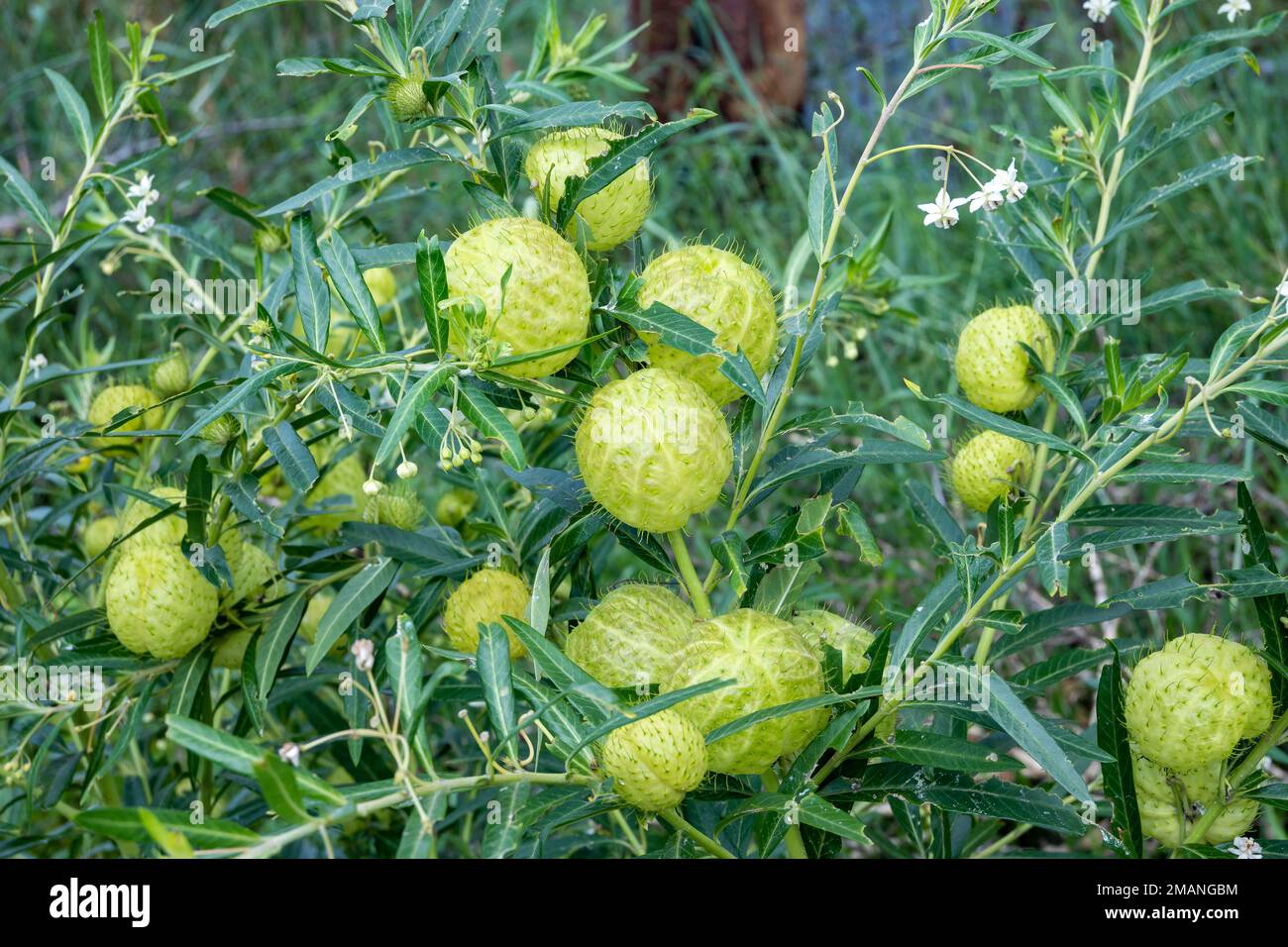 Old mans balls hi-res stock photography and images - Alamy