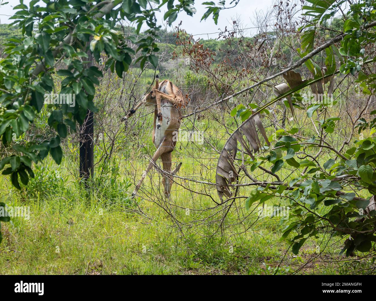 African fence hi-res stock photography and images - Alamy