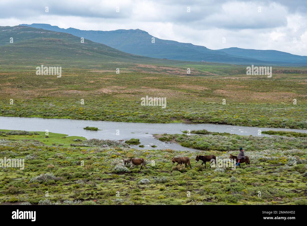 A man and donkeys by a small river in the highlands of Lesotho Stock ...