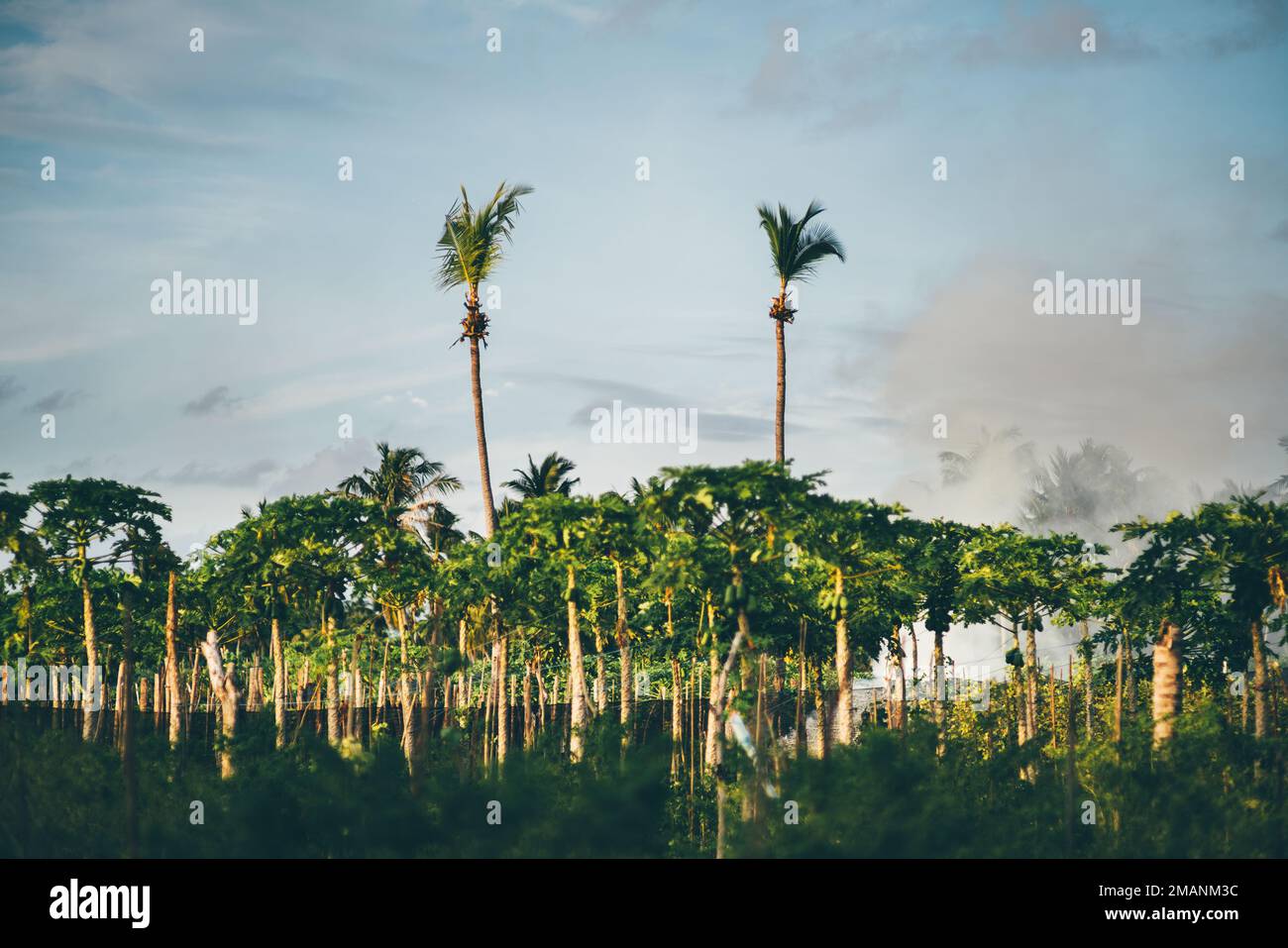 Capture in a selective focus technique of a palm tree plantation, with ...