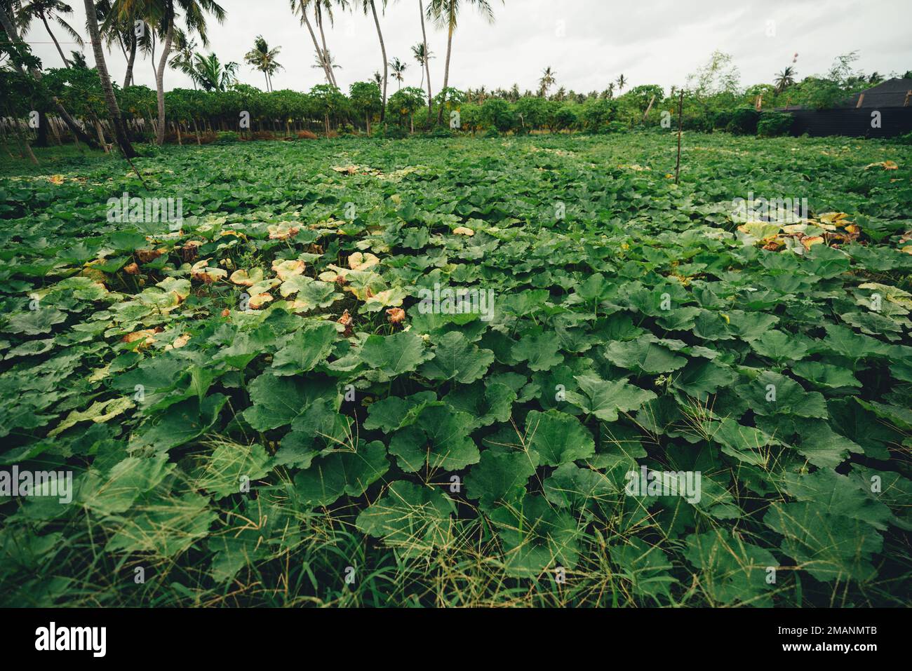 An agricultural field planted with gourds: zucchini, pumpkins, squashes ...