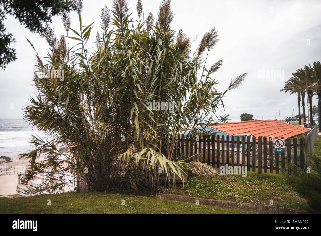 Common cane, an invasive plant in Portugal, growing outside a wood ...